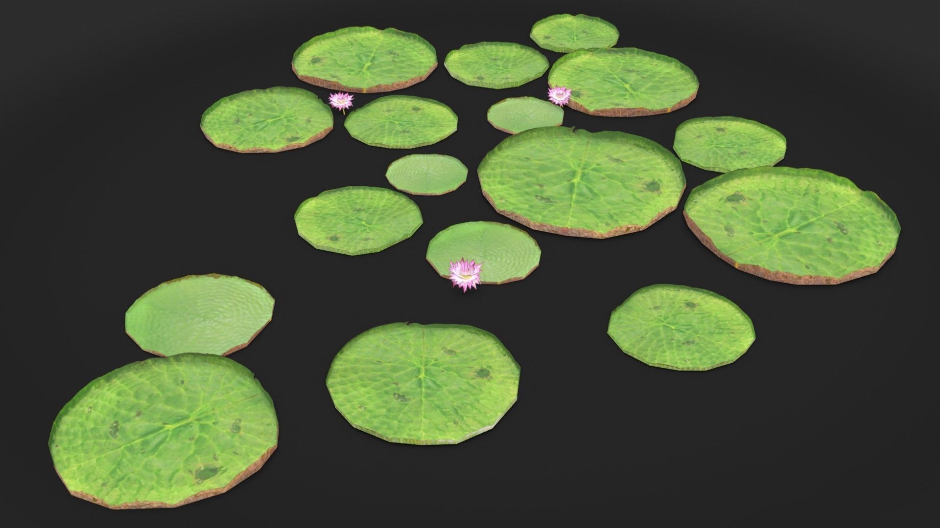 3D model Modular Giant Water Lily VR / AR / low-poly | CGTrader