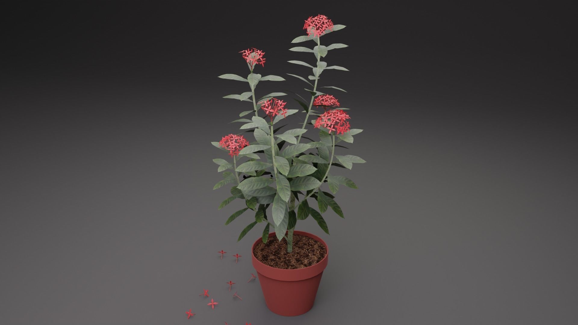 3D model Ixora Plant VR / AR / low-poly | CGTrader