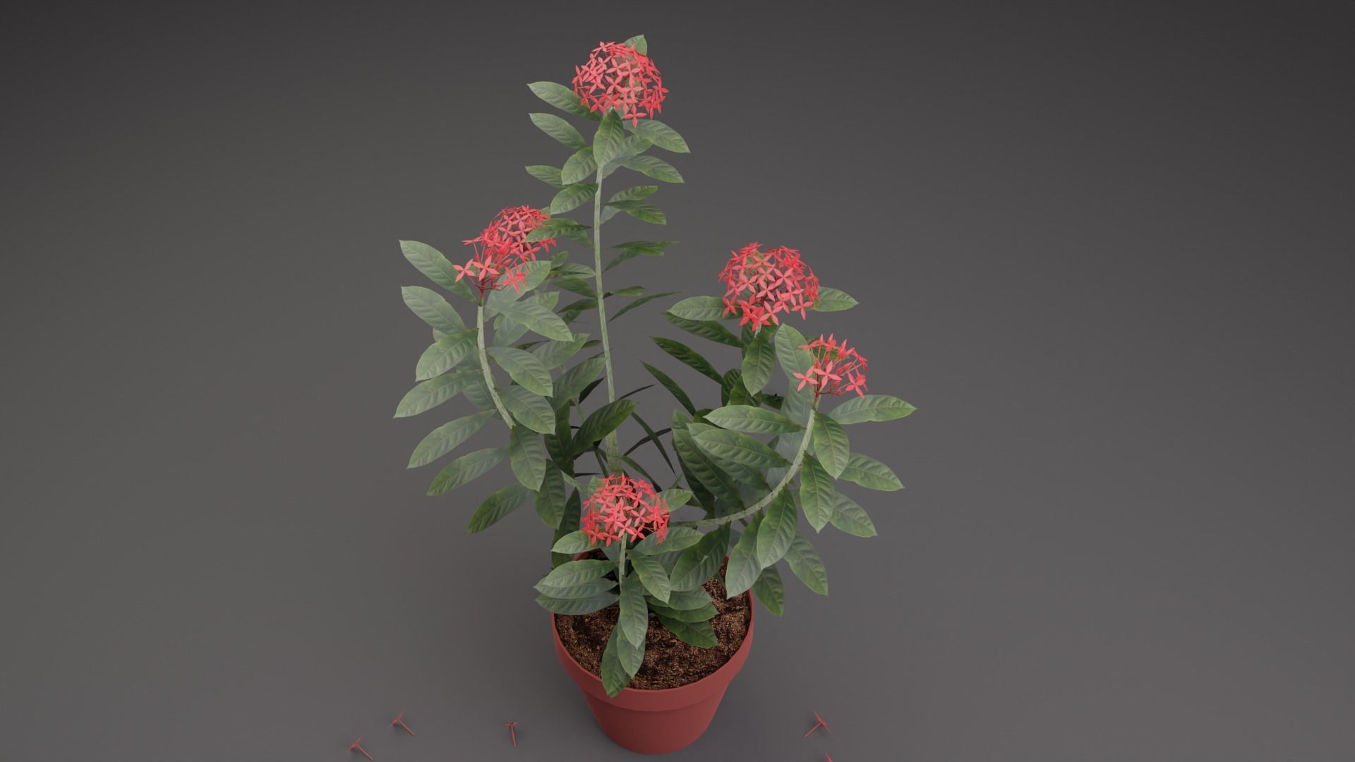 3D model Ixora Plant VR / AR / low-poly | CGTrader
