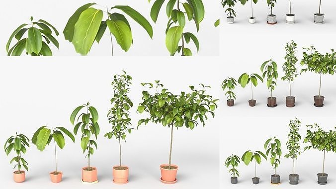 Collection of Avocado Trees - Plants Vol 06 3D model | CGTrader