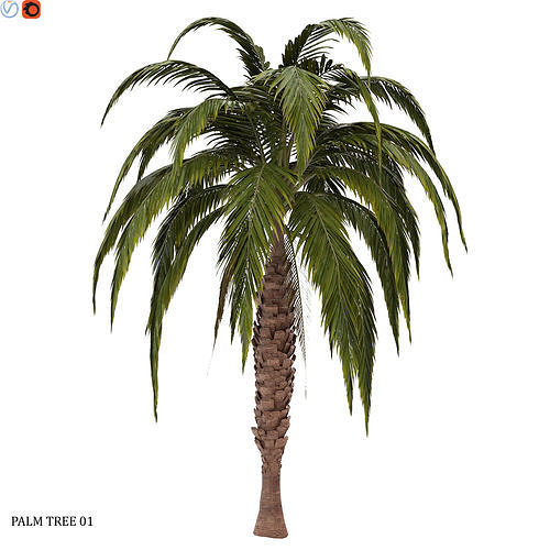 palm tree o1 3D model | CGTrader