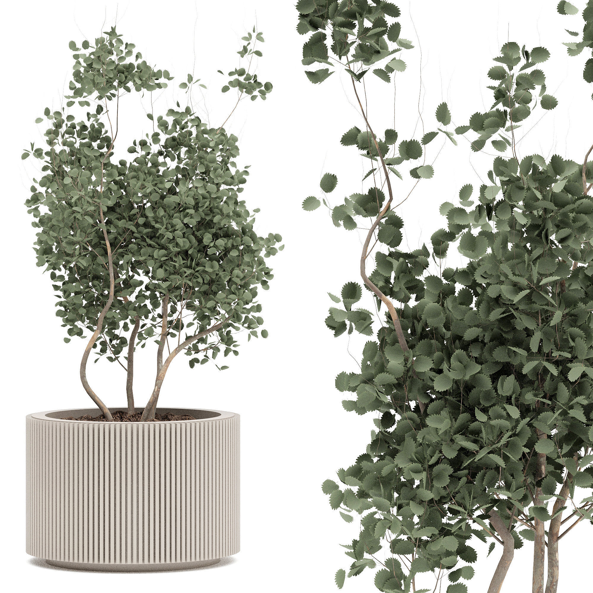 indoor plants 18 3D model | CGTrader