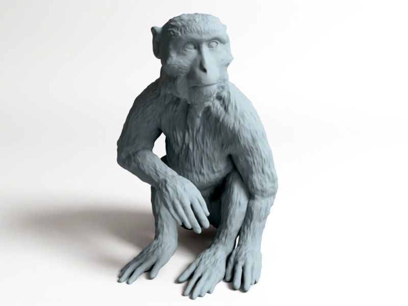 Long Tailed Monkey 3D model 3D printable | CGTrader