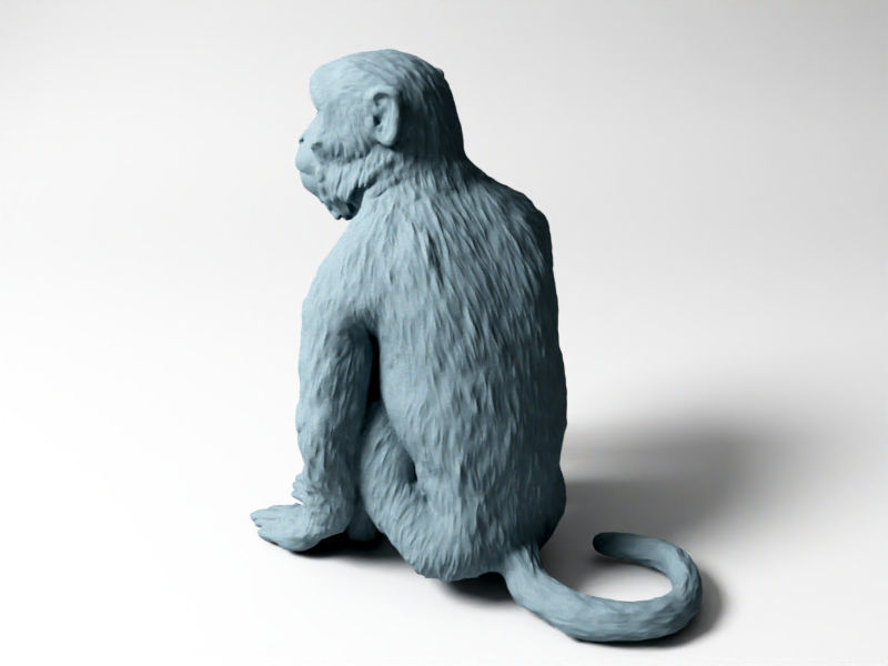 Long Tailed Monkey 3D model 3D printable | CGTrader