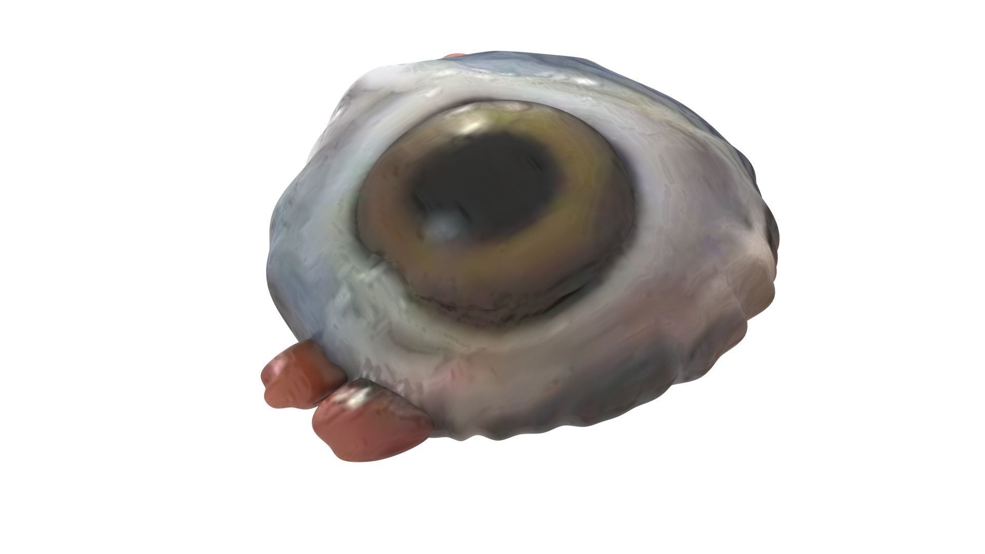 Chicken Eye 3D model | CGTrader