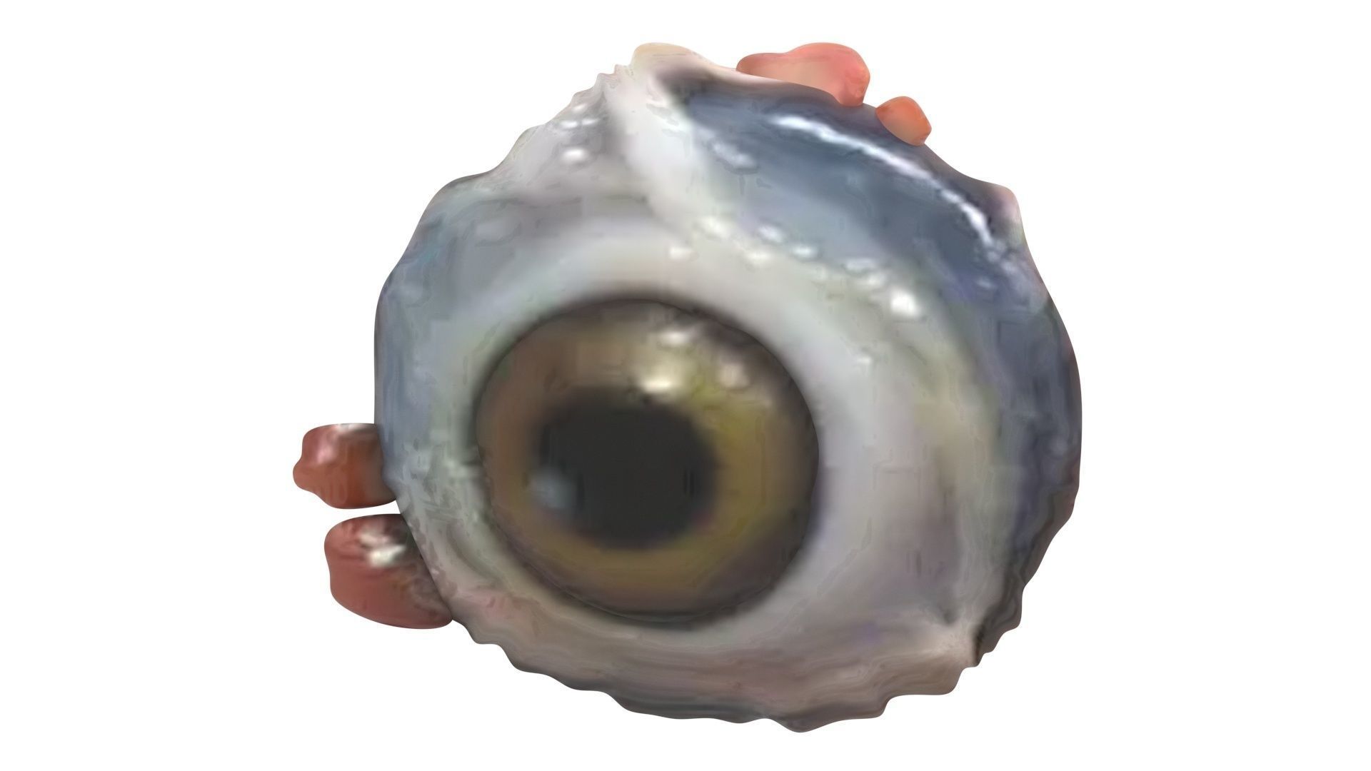 Chicken Eye 3D model | CGTrader