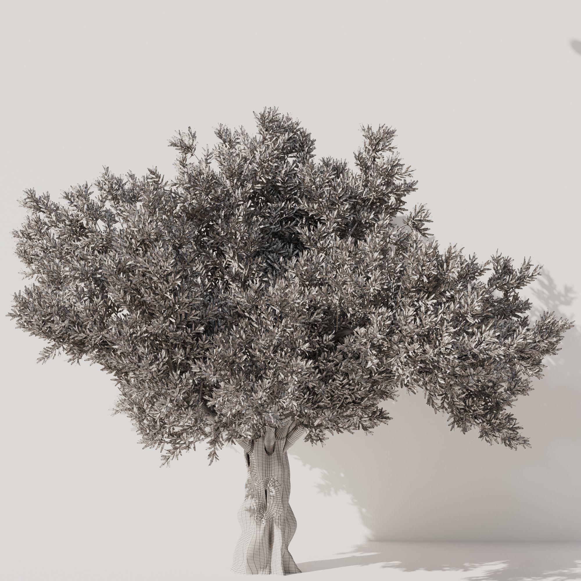 Eucalyptus Tree Set5 3D model | CGTrader