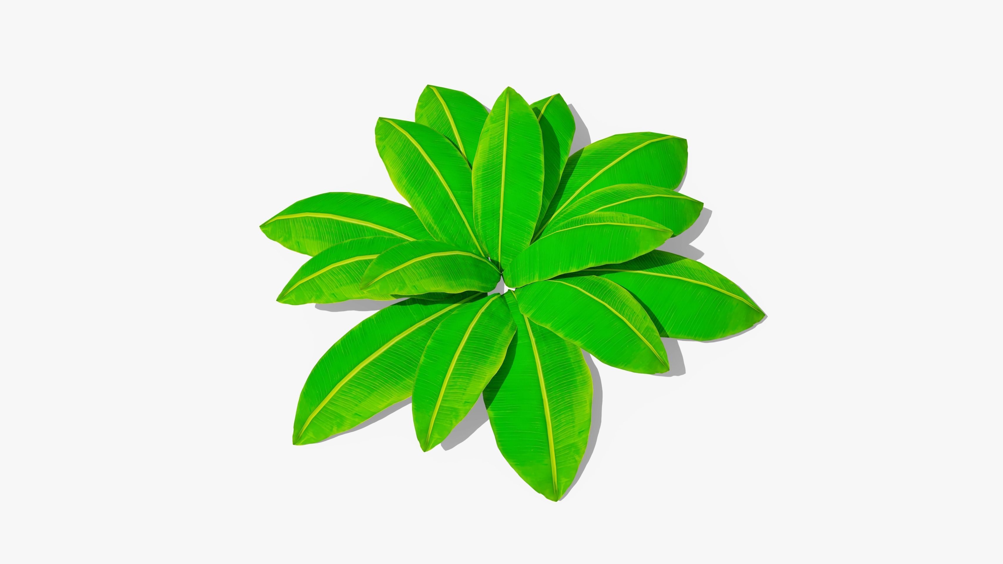 3D model Stylized Cartoon Fern v1 VR / AR / low-poly | CGTrader