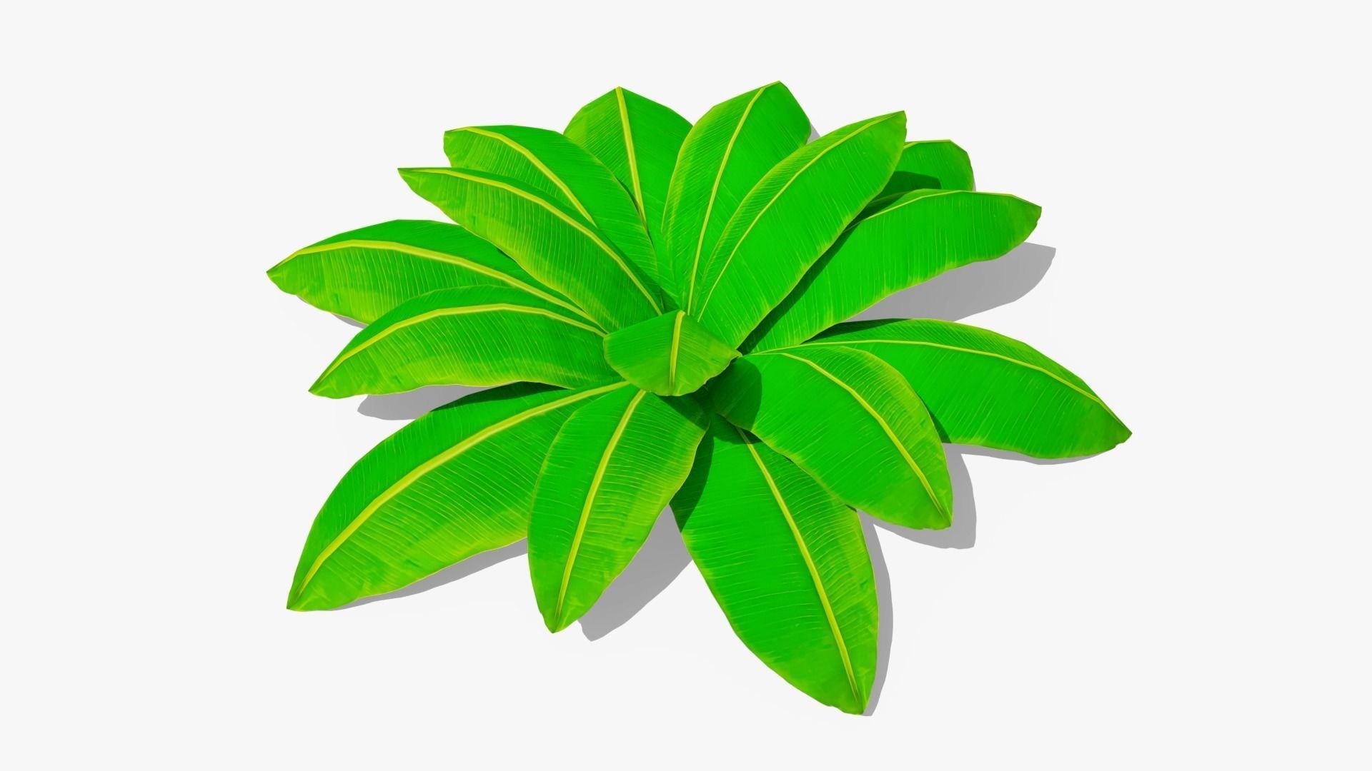 3D model Stylized Cartoon Fern v1 VR / AR / low-poly | CGTrader