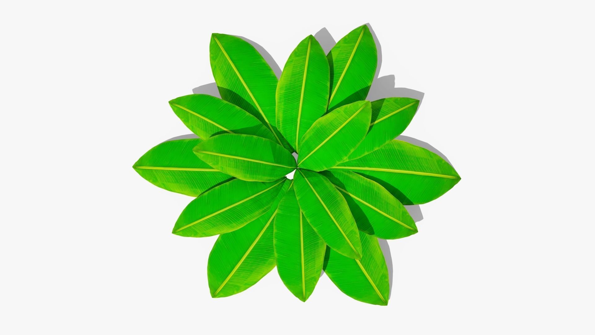 3D model Stylized Cartoon Fern v1 VR / AR / low-poly | CGTrader