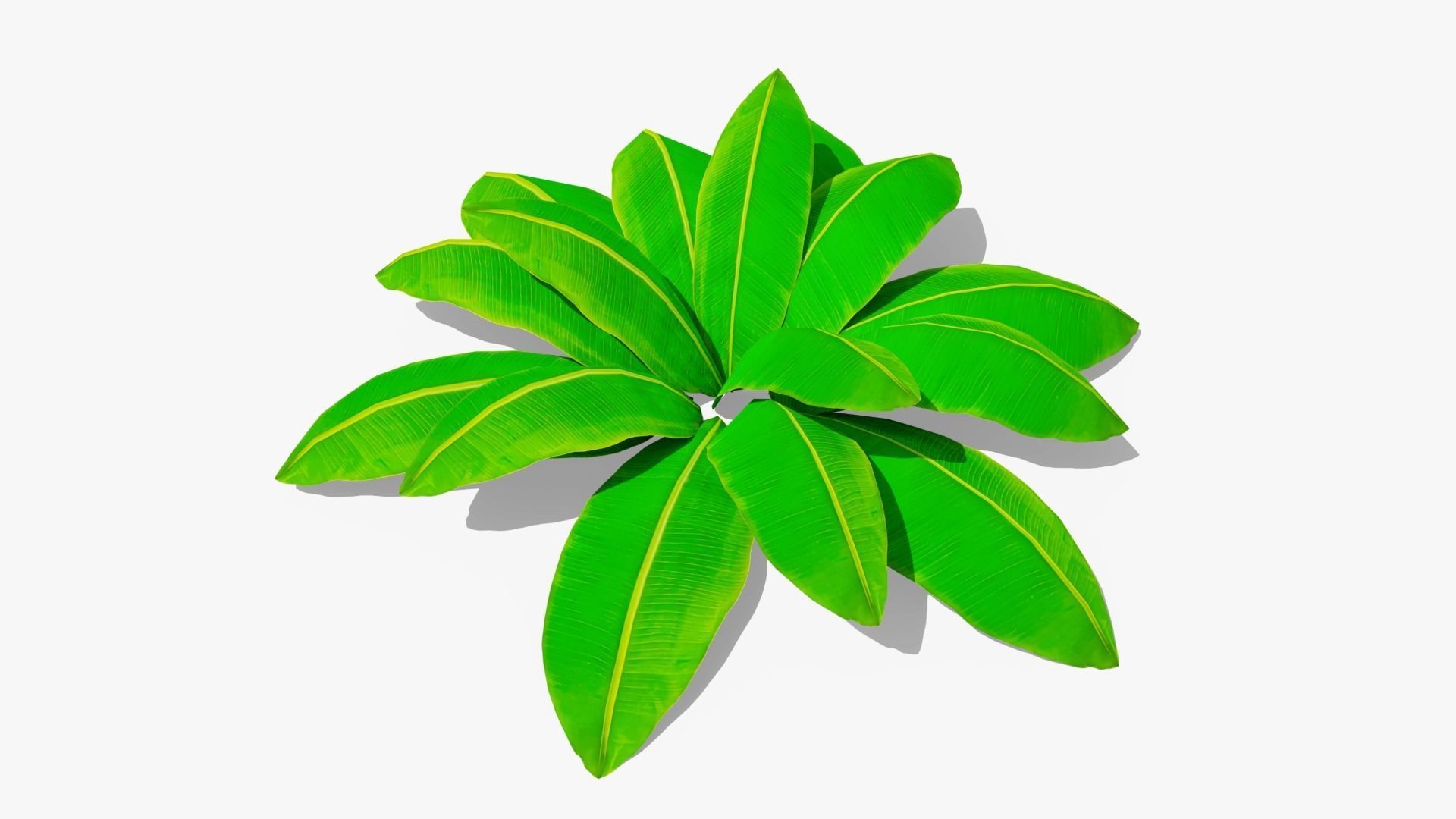 3D model Stylized Cartoon Fern v1 VR / AR / low-poly | CGTrader