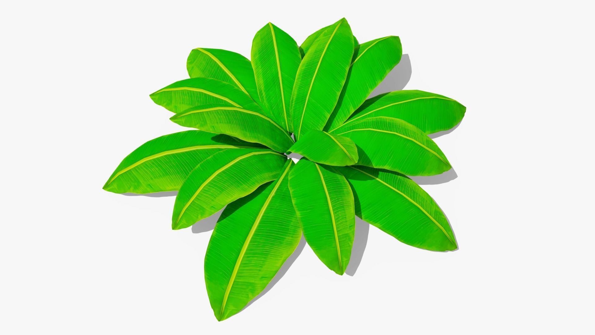 3D model Stylized Cartoon Fern v1 VR / AR / low-poly | CGTrader