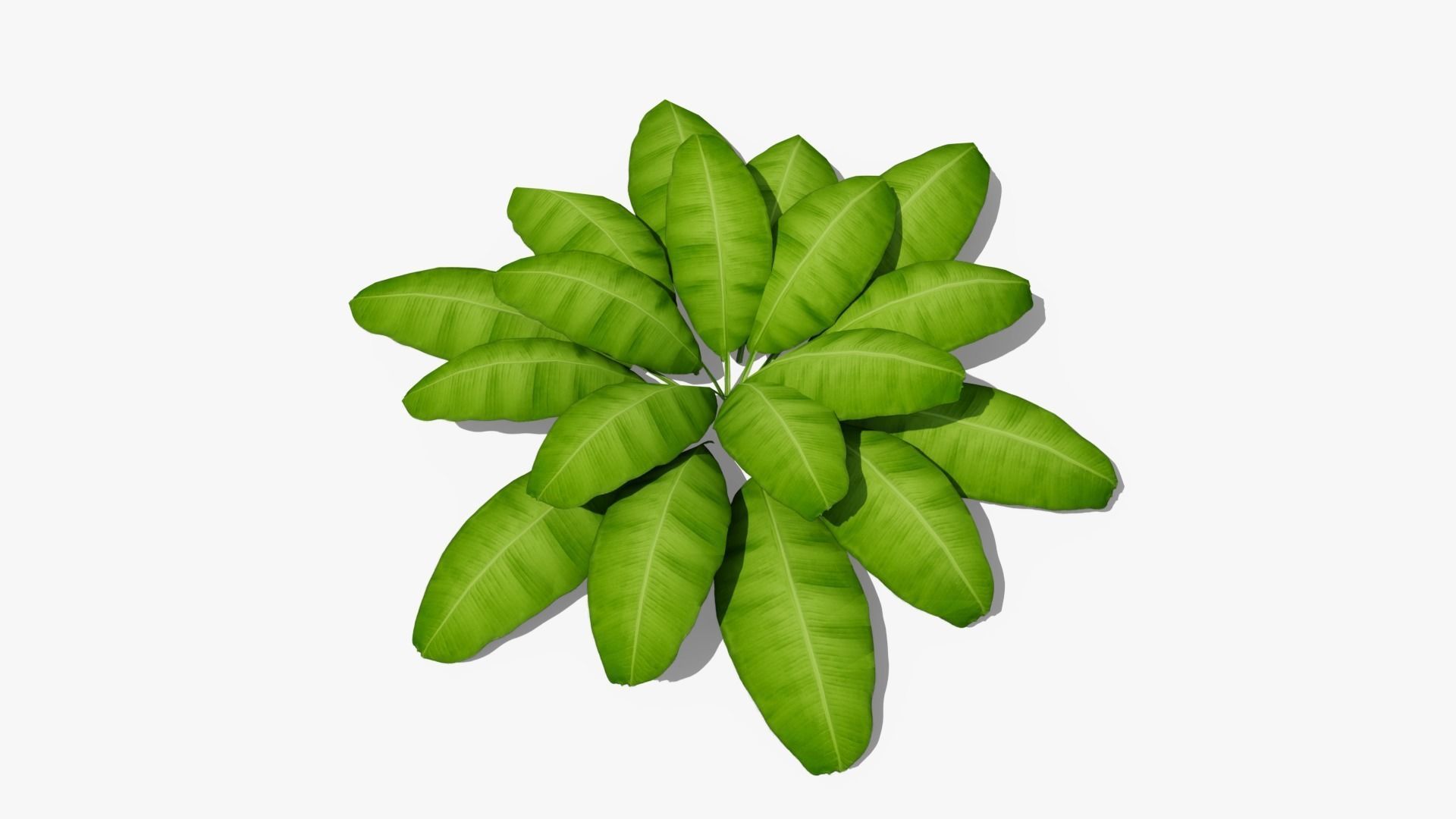 3D model Stylized Cartoon Fern v2 VR / AR / low-poly | CGTrader