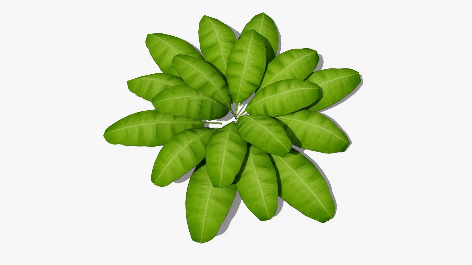 3D model Stylized Cartoon Fern v2 VR / AR / low-poly | CGTrader