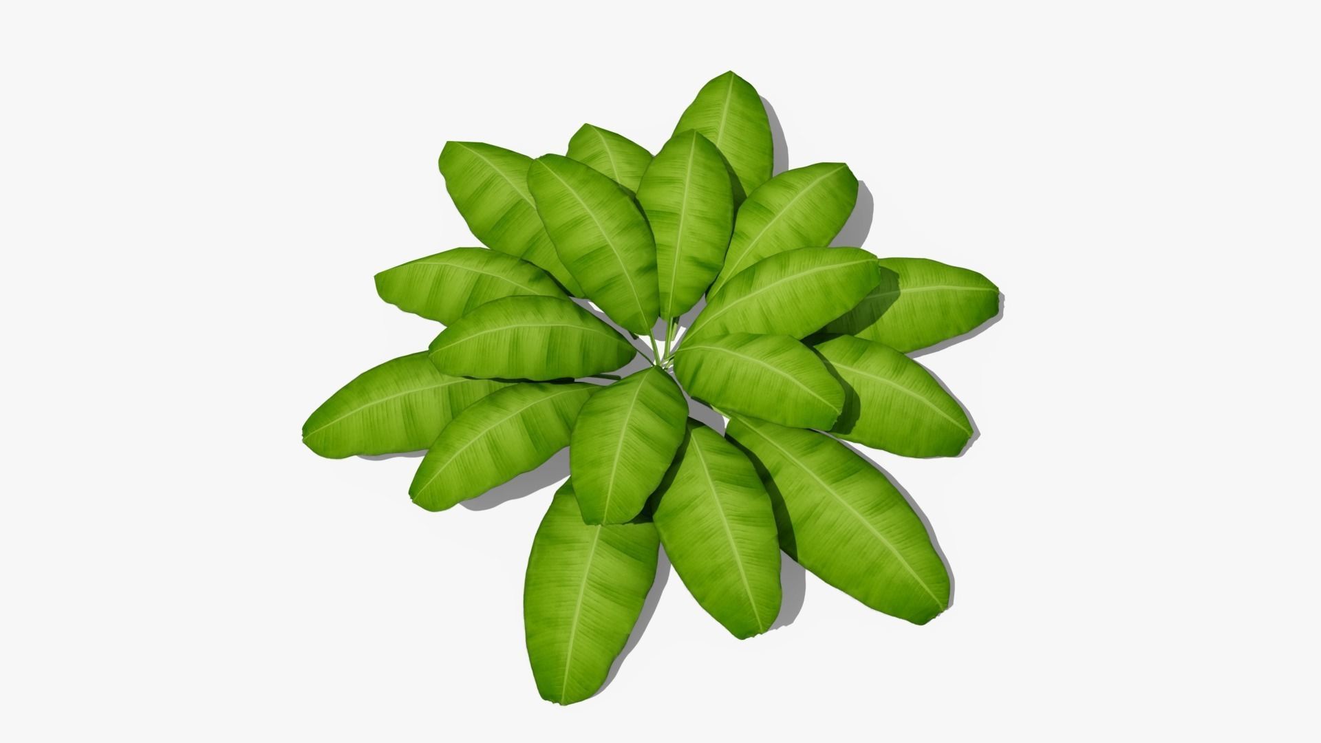 3D model Stylized Cartoon Fern v2 VR / AR / low-poly | CGTrader