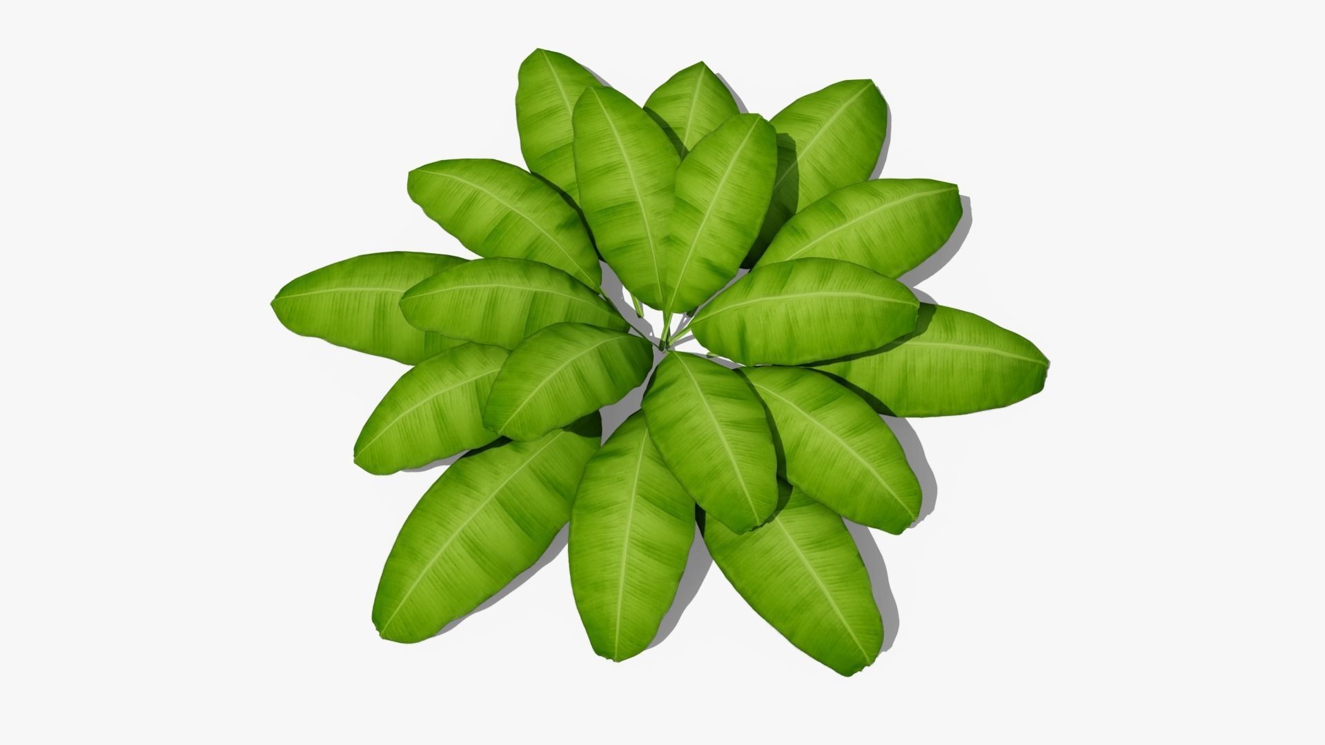 3D model Stylized Cartoon Fern v2 VR / AR / low-poly | CGTrader