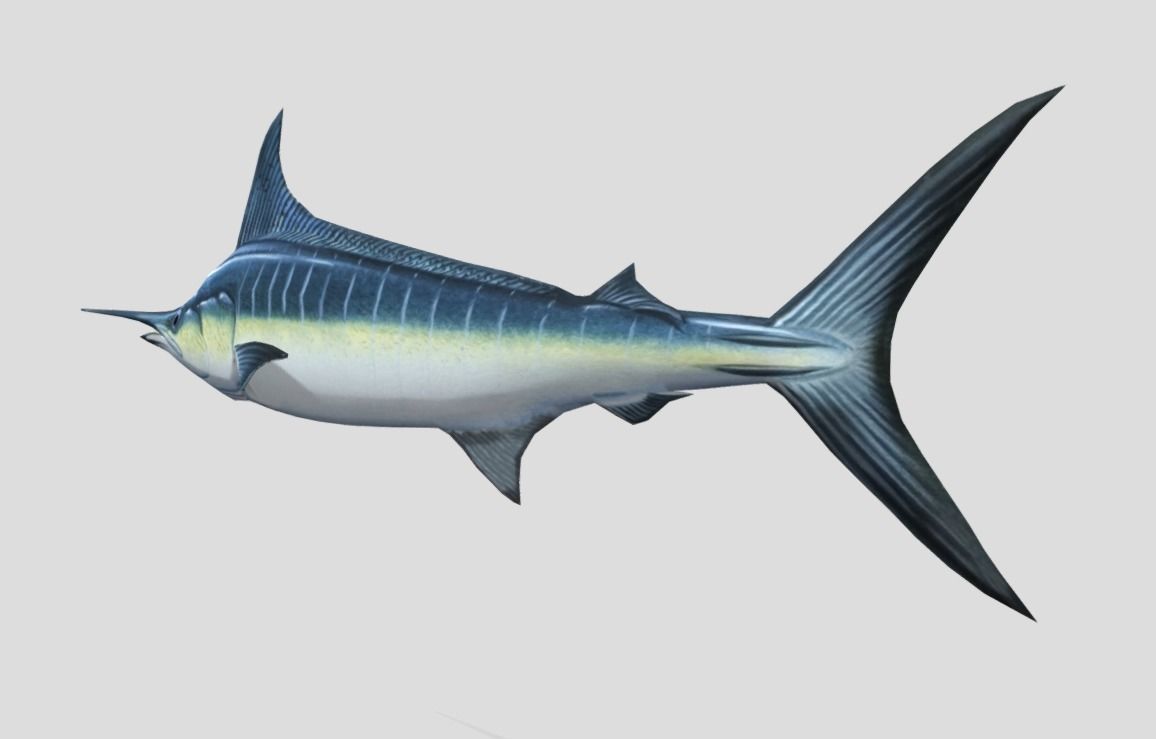3D model Blue Marlin Realistic Animated VR / AR / low-poly | CGTrader