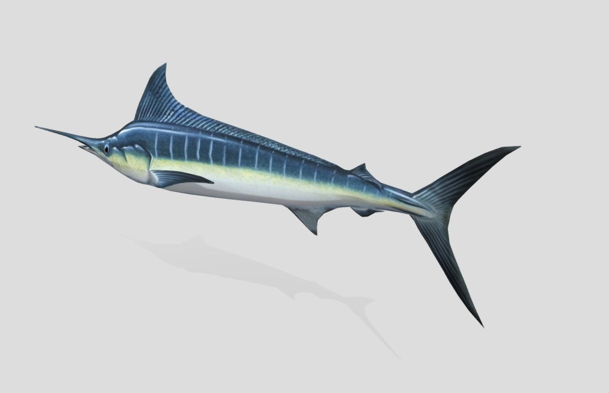 3D model Blue Marlin Realistic Animated VR / AR / low-poly | CGTrader