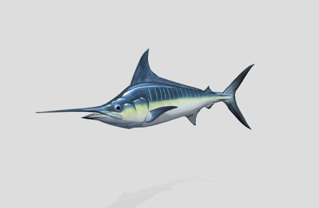 3D model Blue Marlin Realistic Animated VR / AR / low-poly | CGTrader