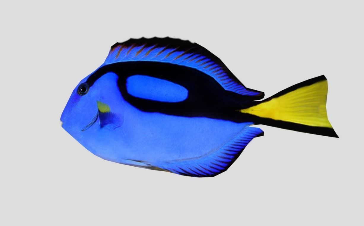 3D model Blue Tang Realistic Animated VR / AR / low-poly | CGTrader