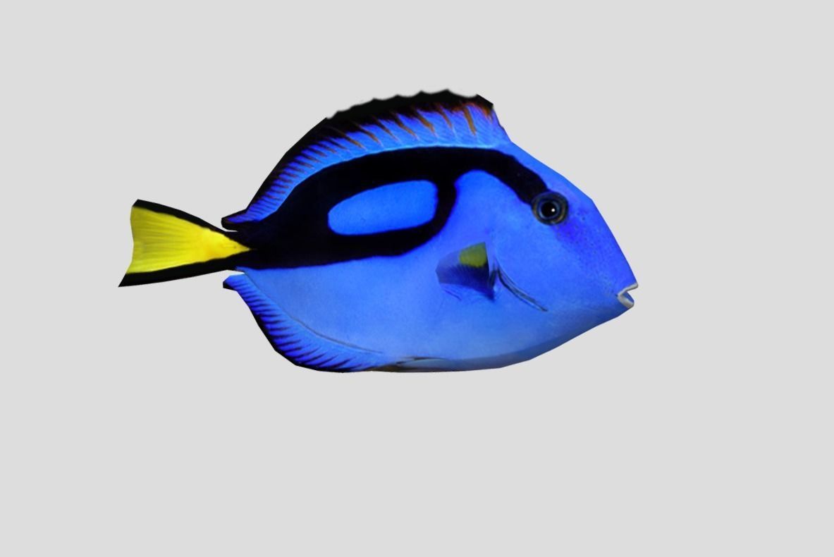 3D model Blue Tang Realistic Animated VR / AR / low-poly | CGTrader