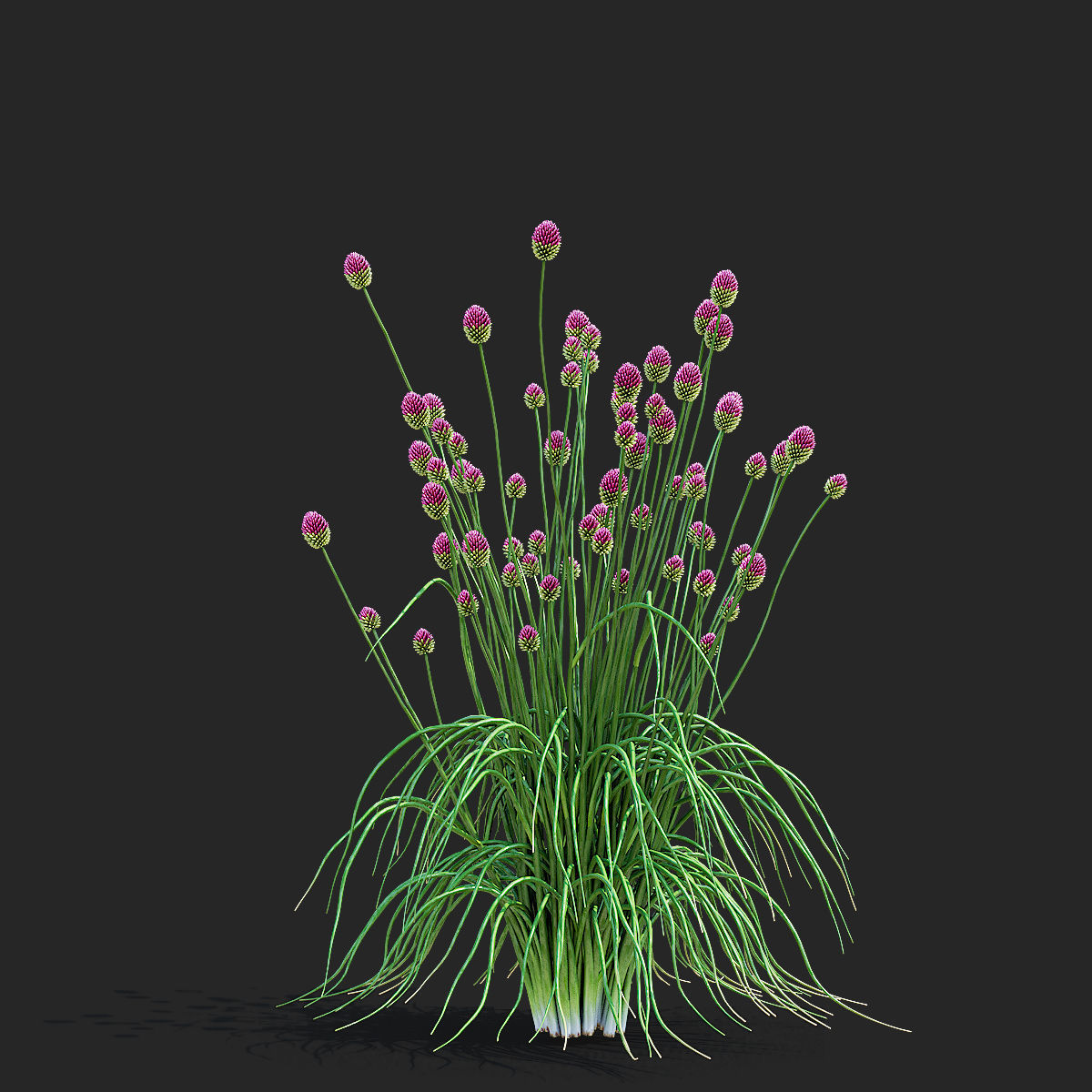 Allium sphaerocephalon flower 3D model | CGTrader
