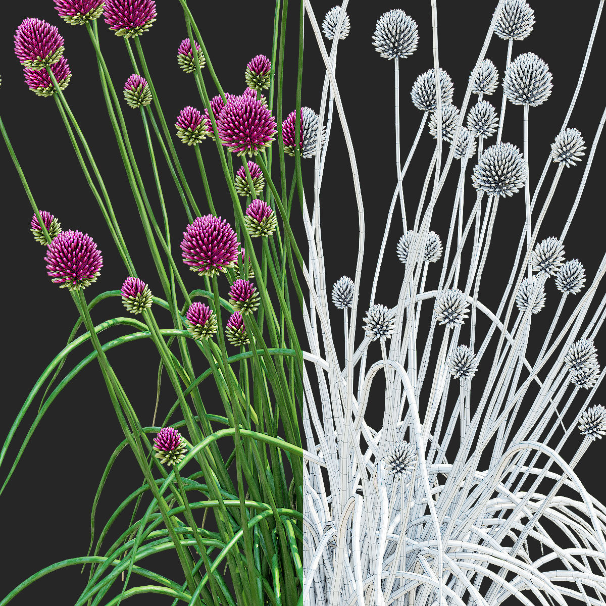 Allium sphaerocephalon flower 3D model | CGTrader