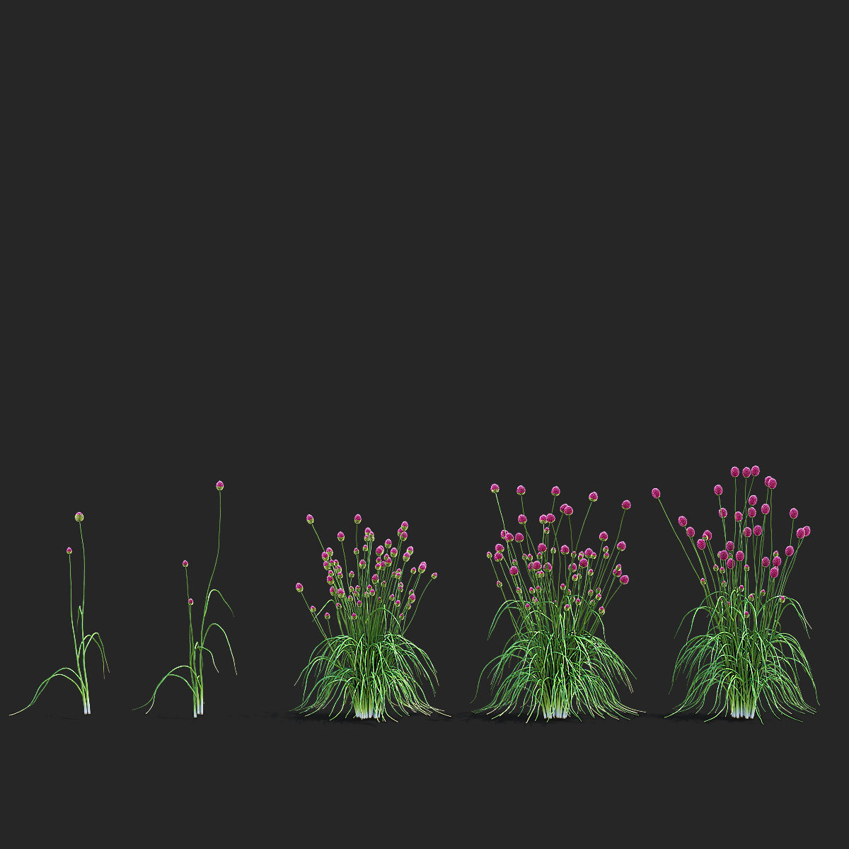 Allium sphaerocephalon flower 3D model | CGTrader