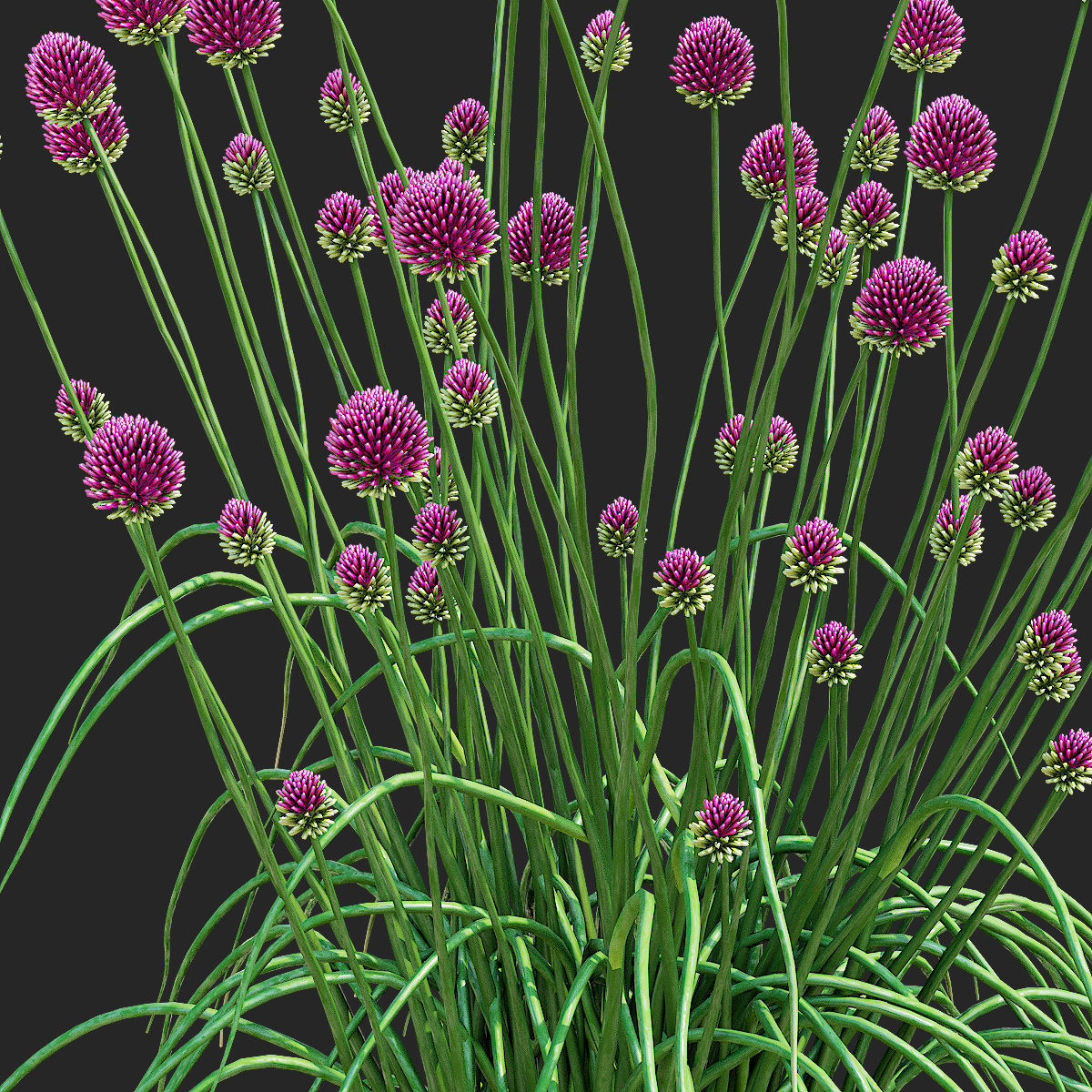Allium sphaerocephalon flower 3D model | CGTrader