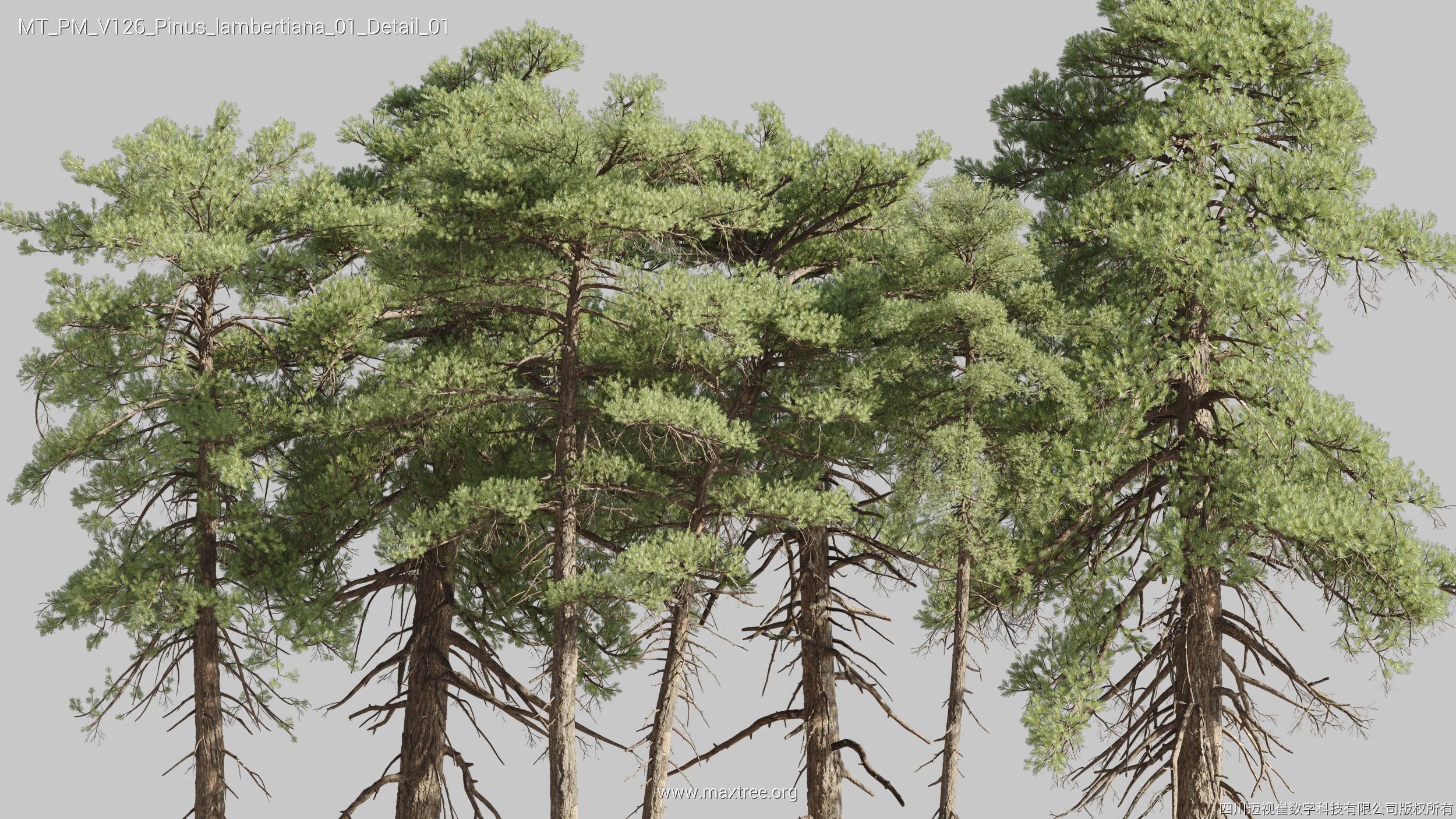 Maxtree Plant Models Vol 126 - Mesh 3D model | CGTrader