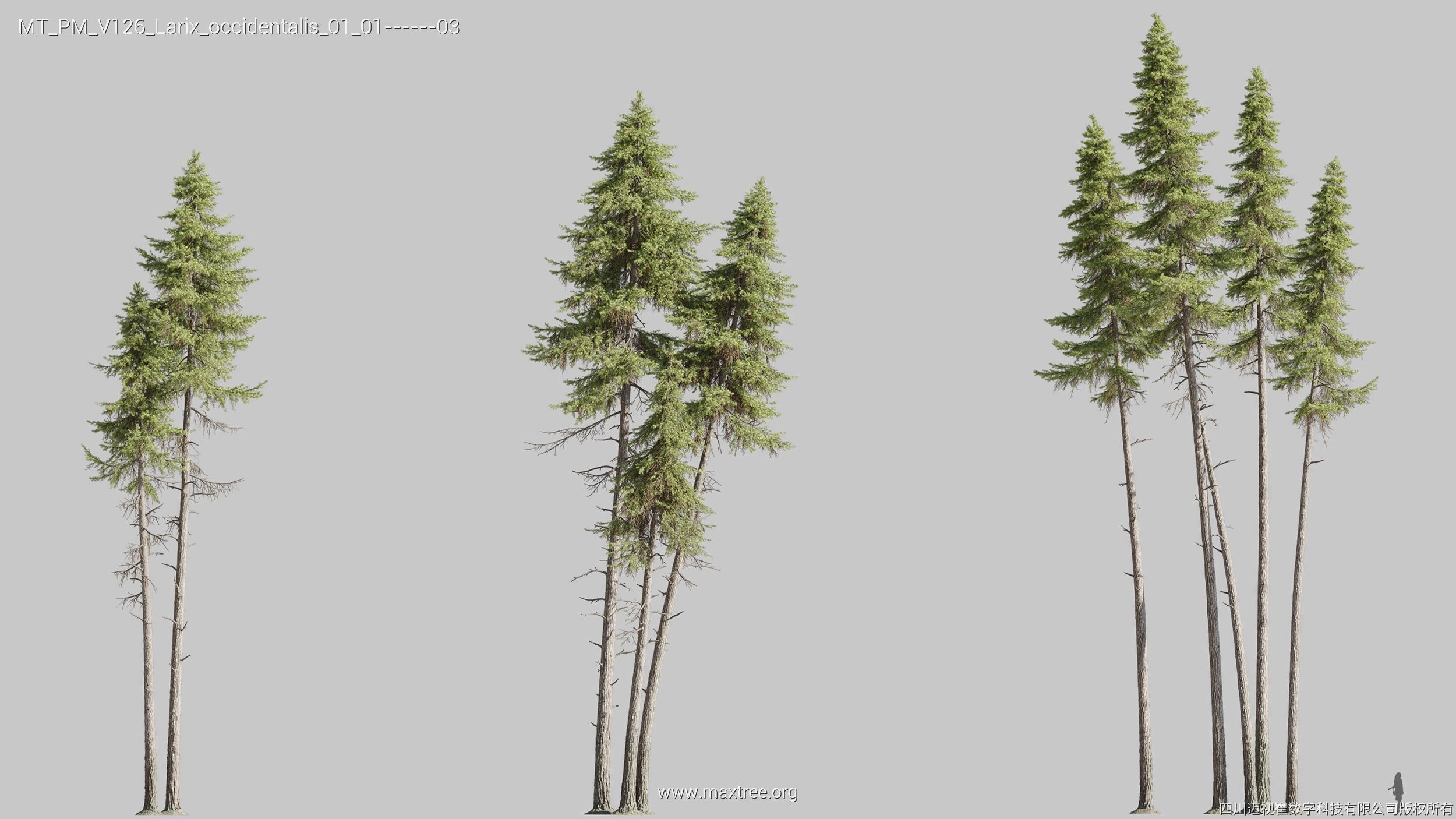 Maxtree Plant Models Vol 126 - Mesh 3D model | CGTrader