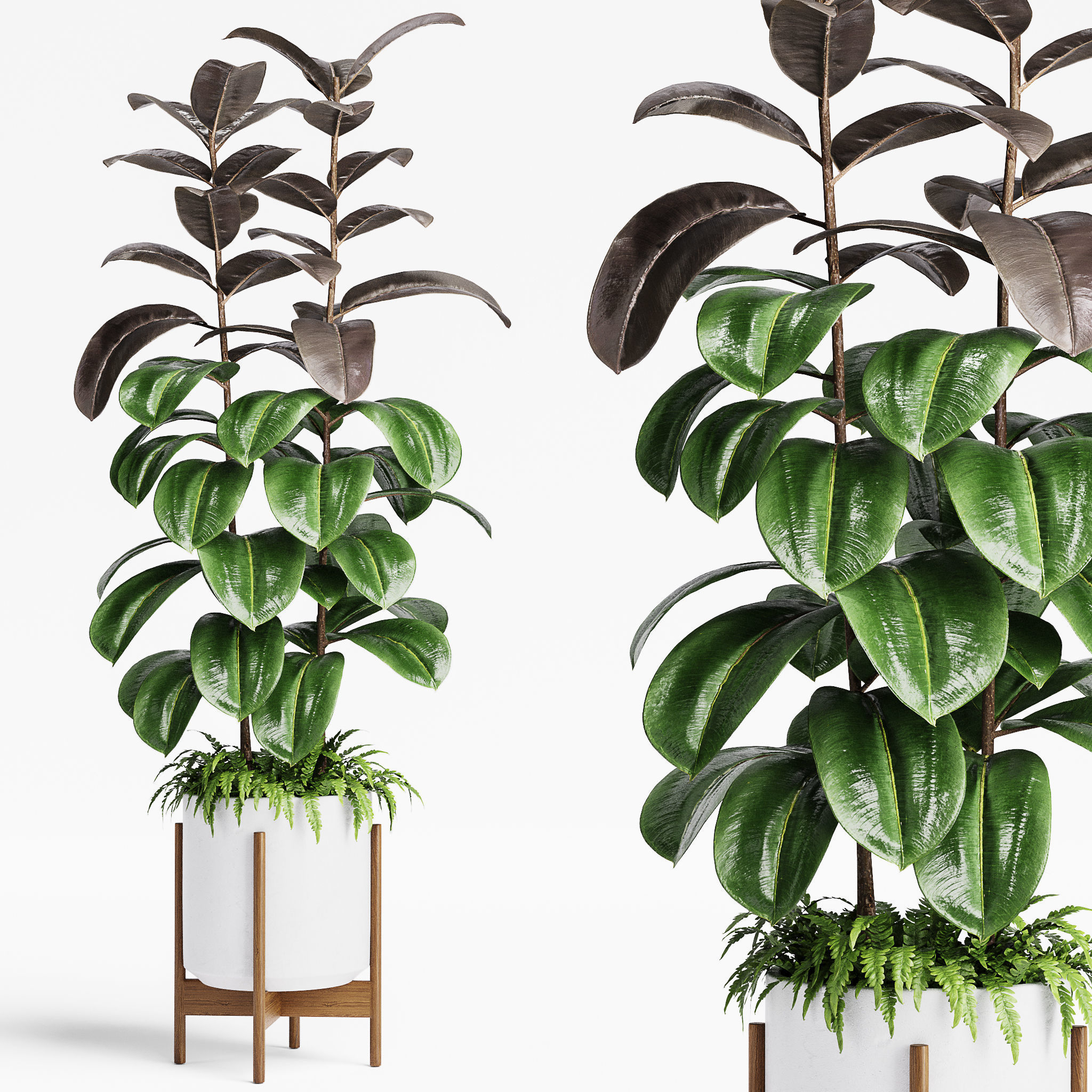 Indoor Plants 19-Ficus 3D model | CGTrader