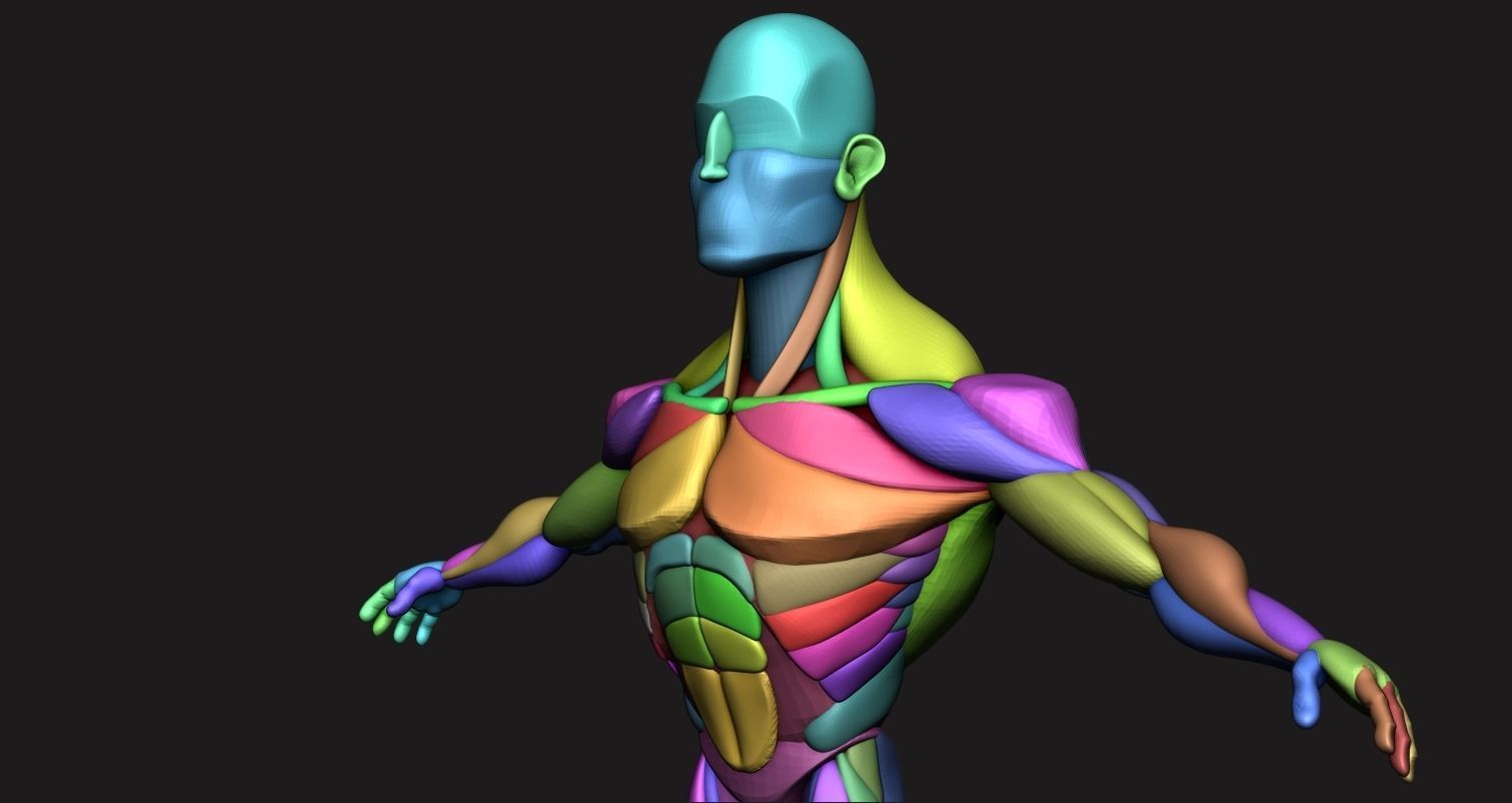 Stylized Anatomy Blockout 3D model | CGTrader