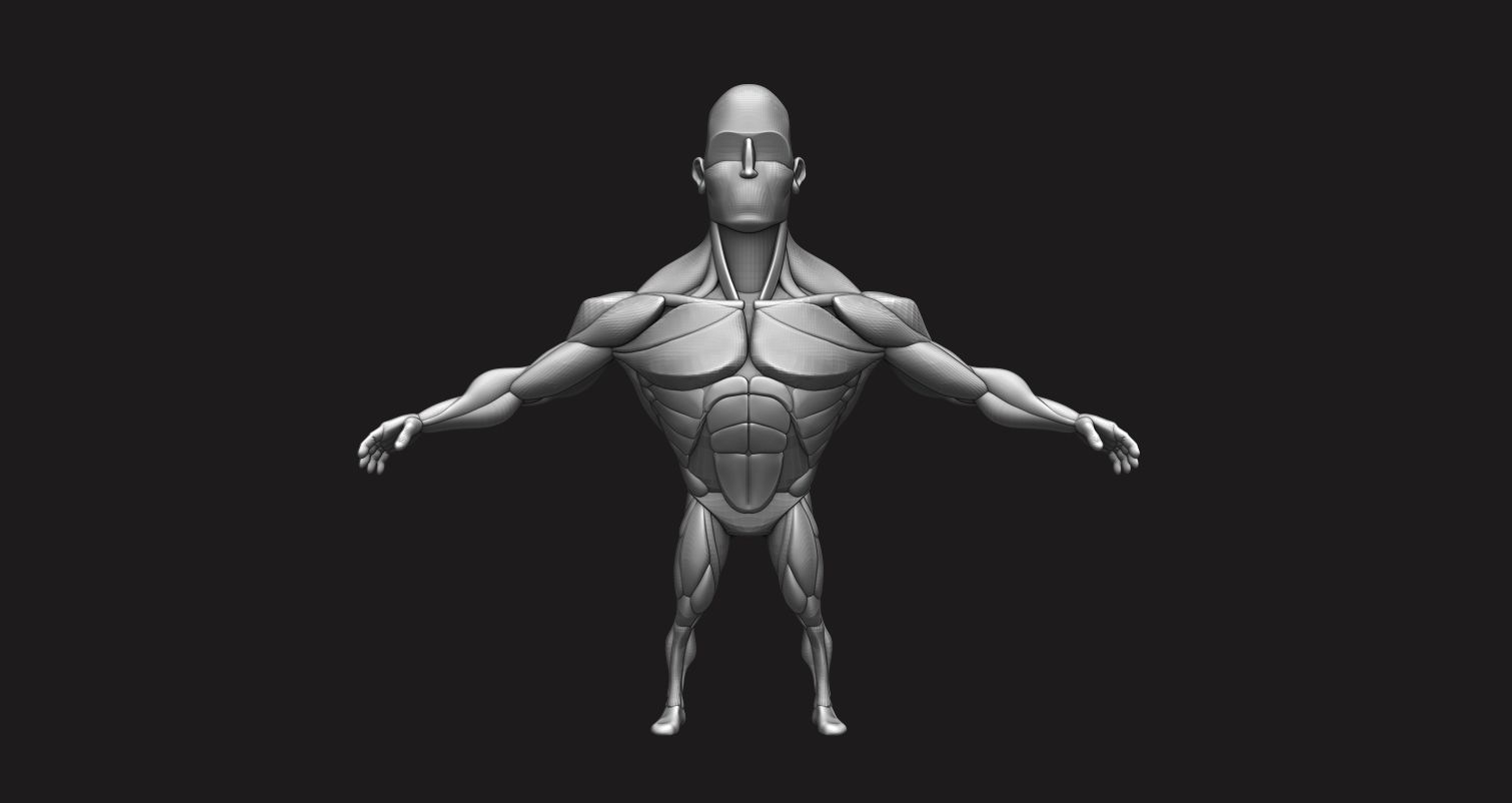 Stylized Anatomy Blockout 3D model | CGTrader