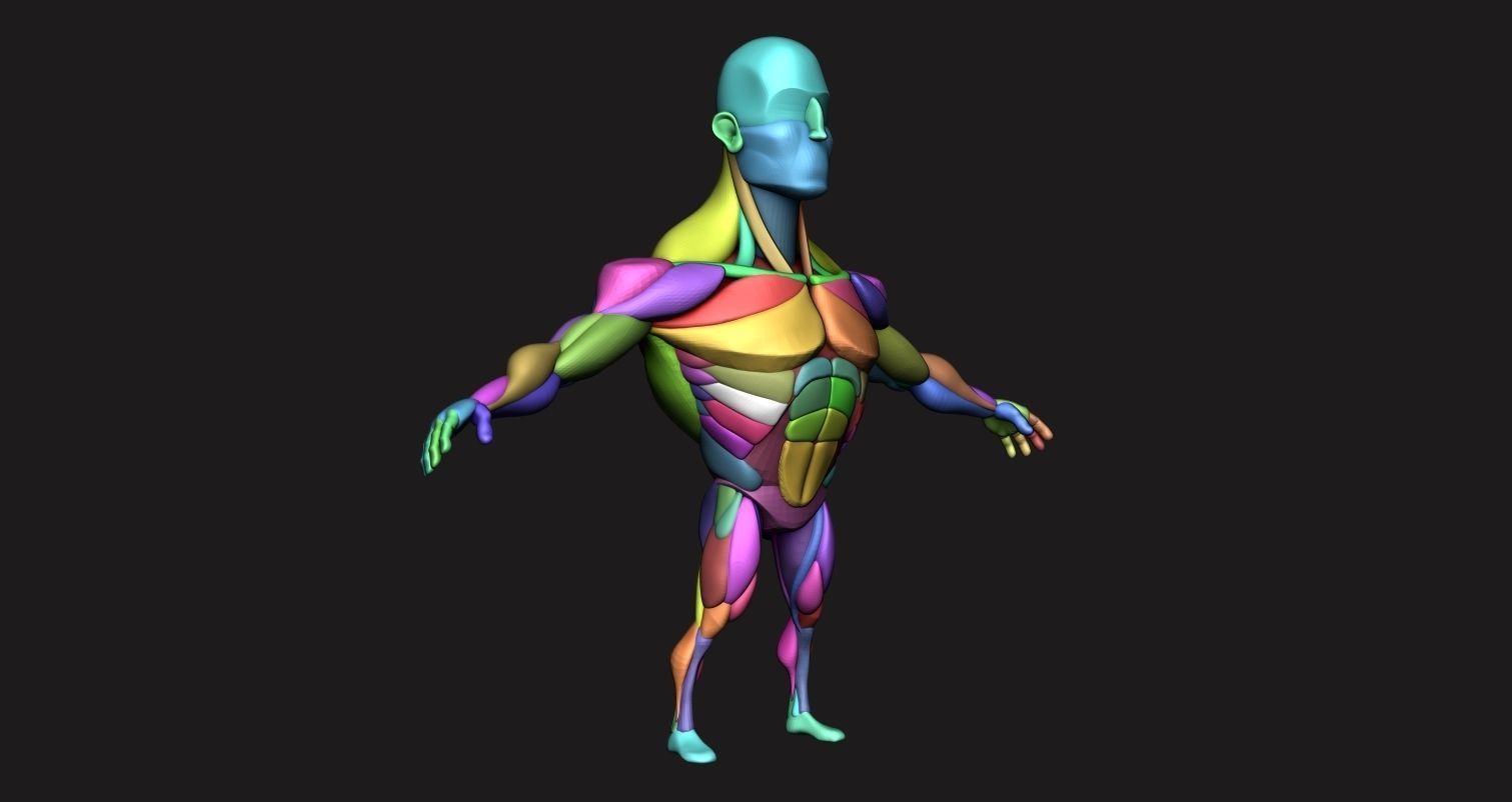 Stylized Anatomy Blockout 3D model | CGTrader