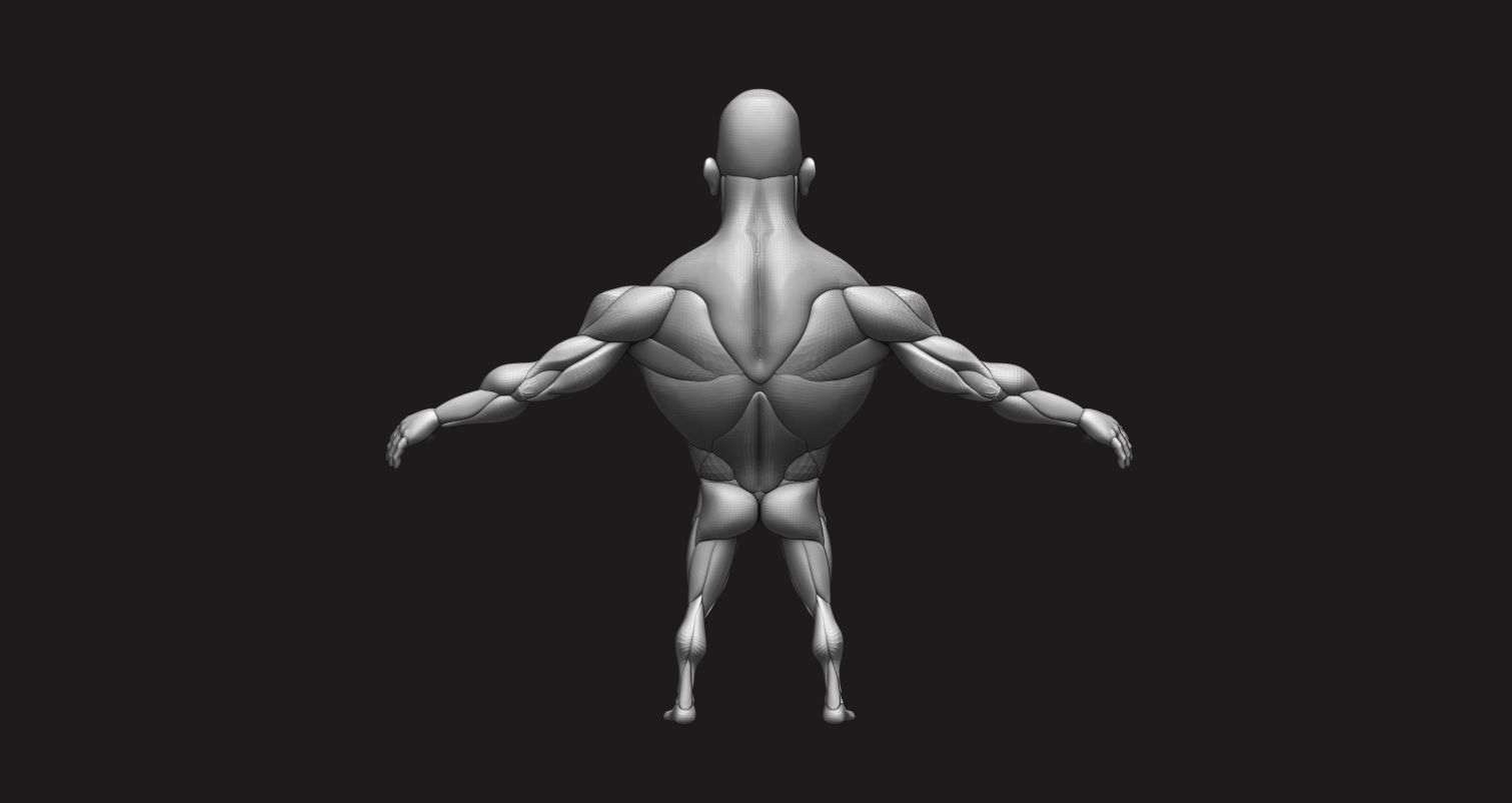 Stylized Anatomy Blockout 3D model | CGTrader