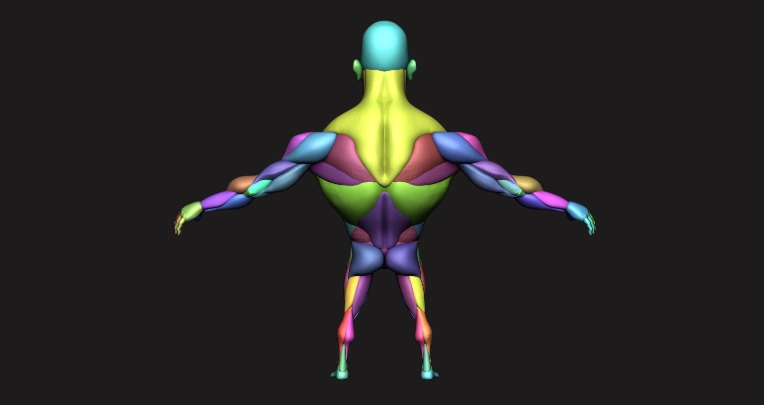 Stylized Anatomy Blockout 3D model | CGTrader