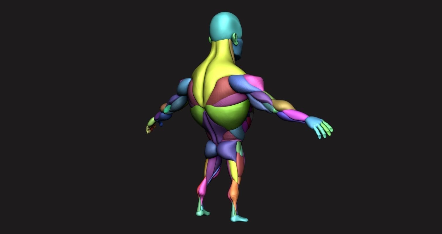 Stylized Anatomy Blockout 3D model | CGTrader