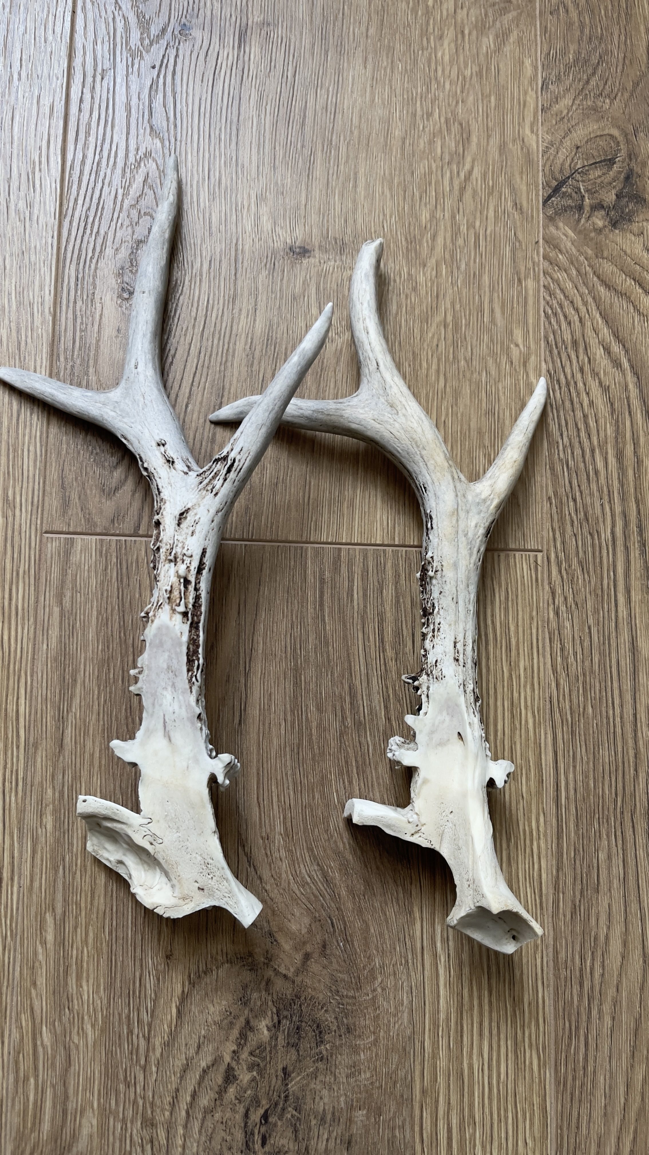 section of roe deer antlers 3D model 3D printable | CGTrader