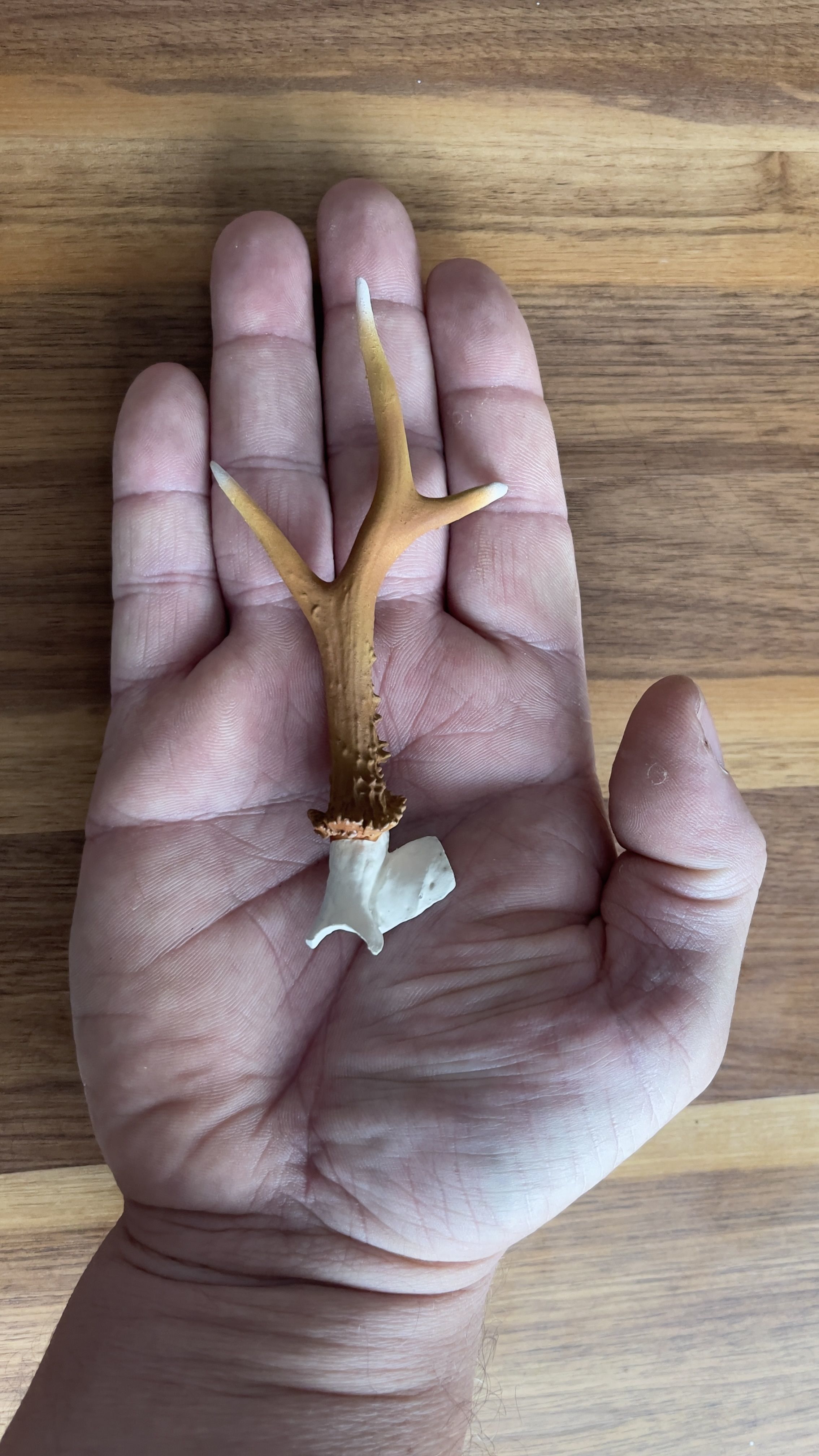 section of roe deer antlers 3D model 3D printable | CGTrader
