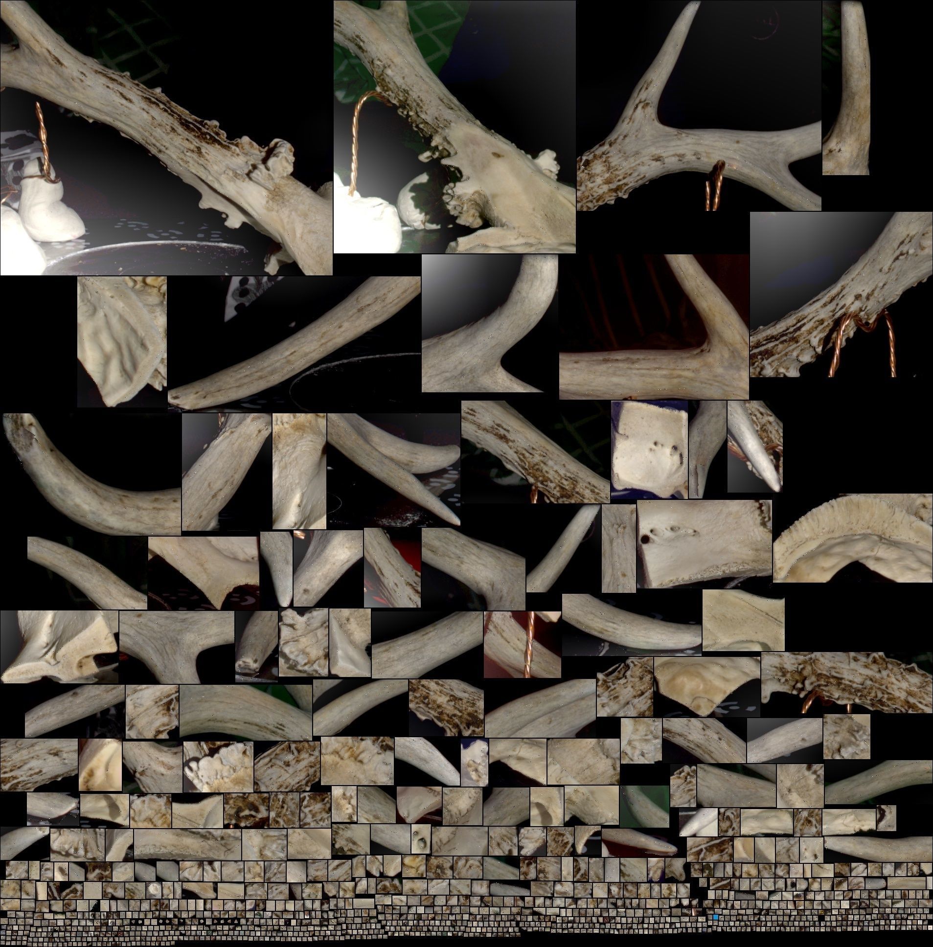 section of roe deer antlers 3D model 3D printable | CGTrader