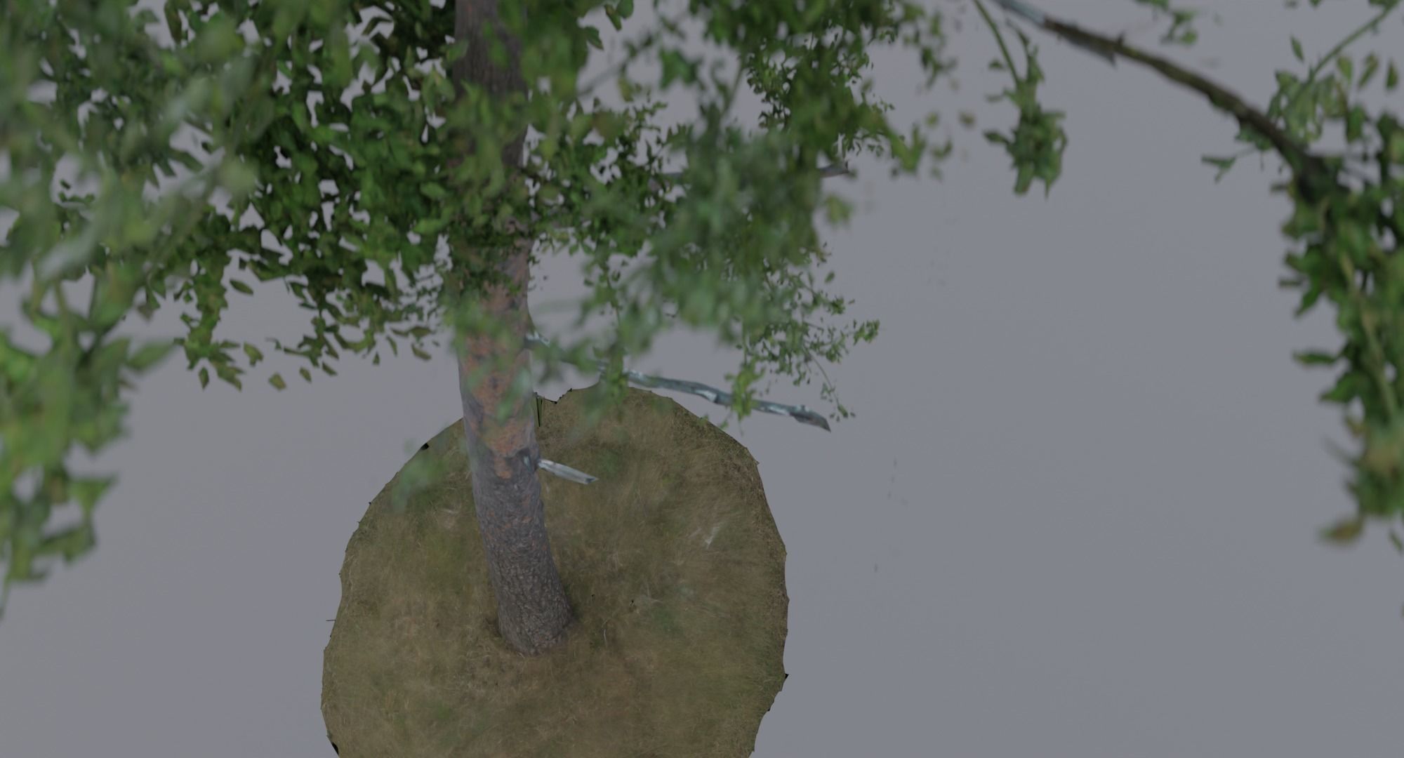 Tall Tree 3D model | CGTrader