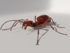 Ant Rigged 3D model animated rigged | CGTrader