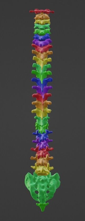 3D Model of Vertebral Column 3D model | CGTrader