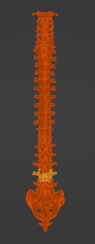 3D Model of Vertebral Column 3D model | CGTrader