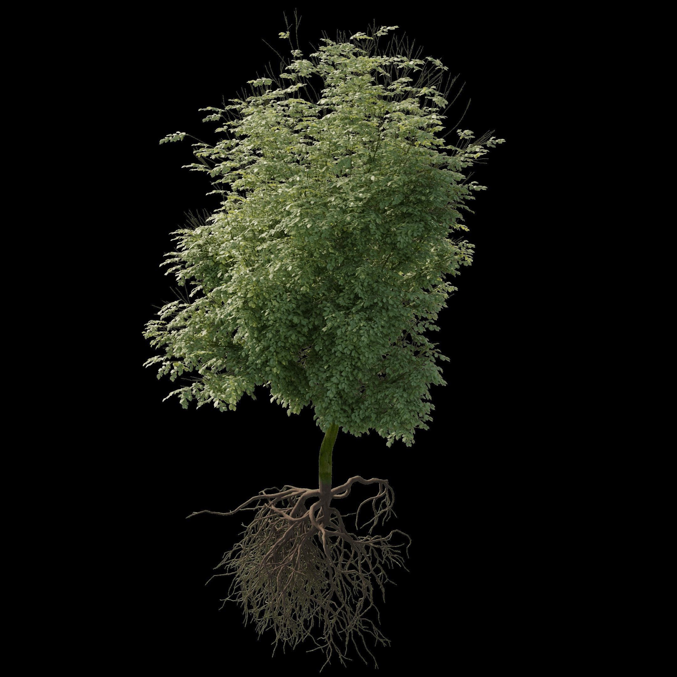 Tree with roots and leaves 3D model 3D model | CGTrader