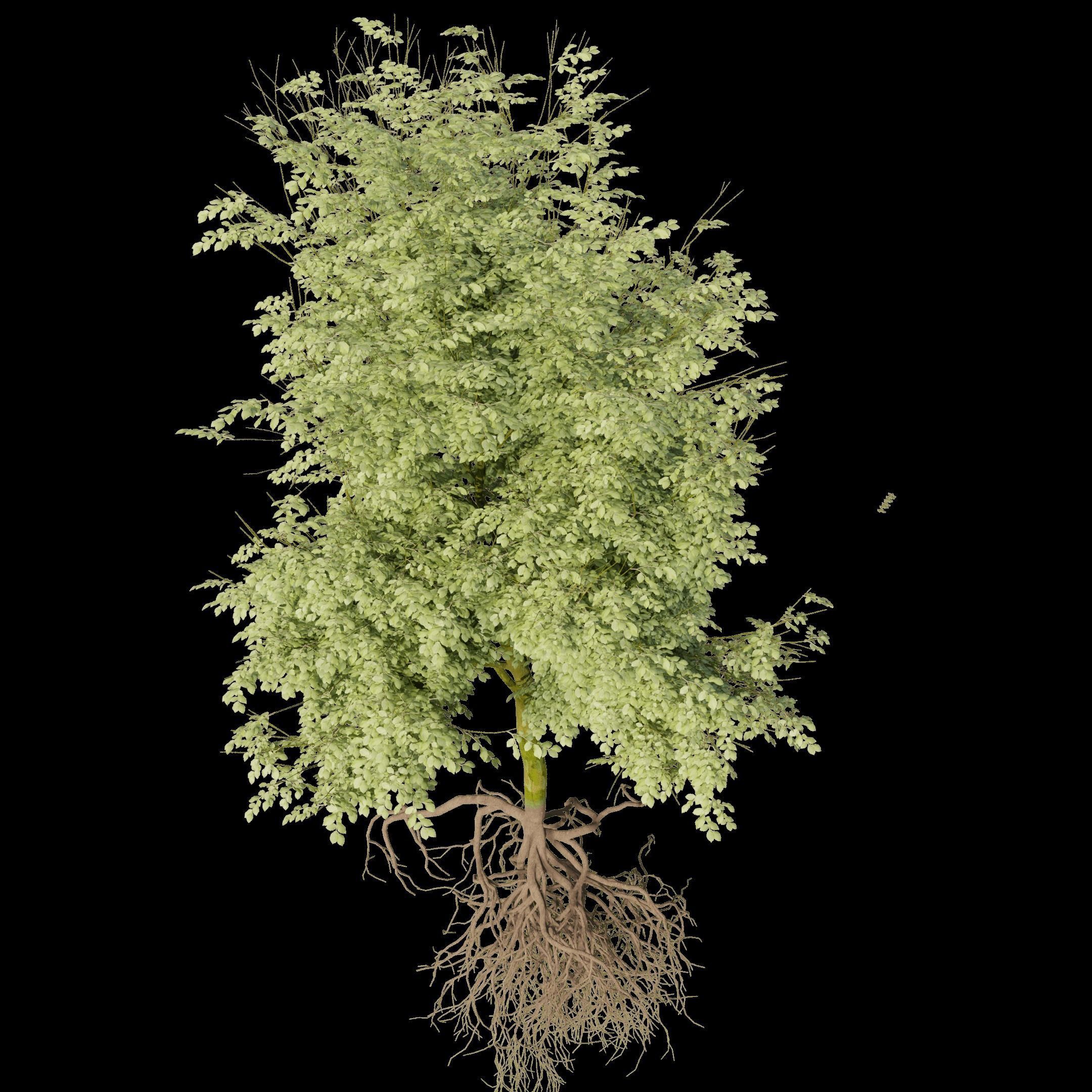 Tree with roots and leaves 3D model 3D model | CGTrader