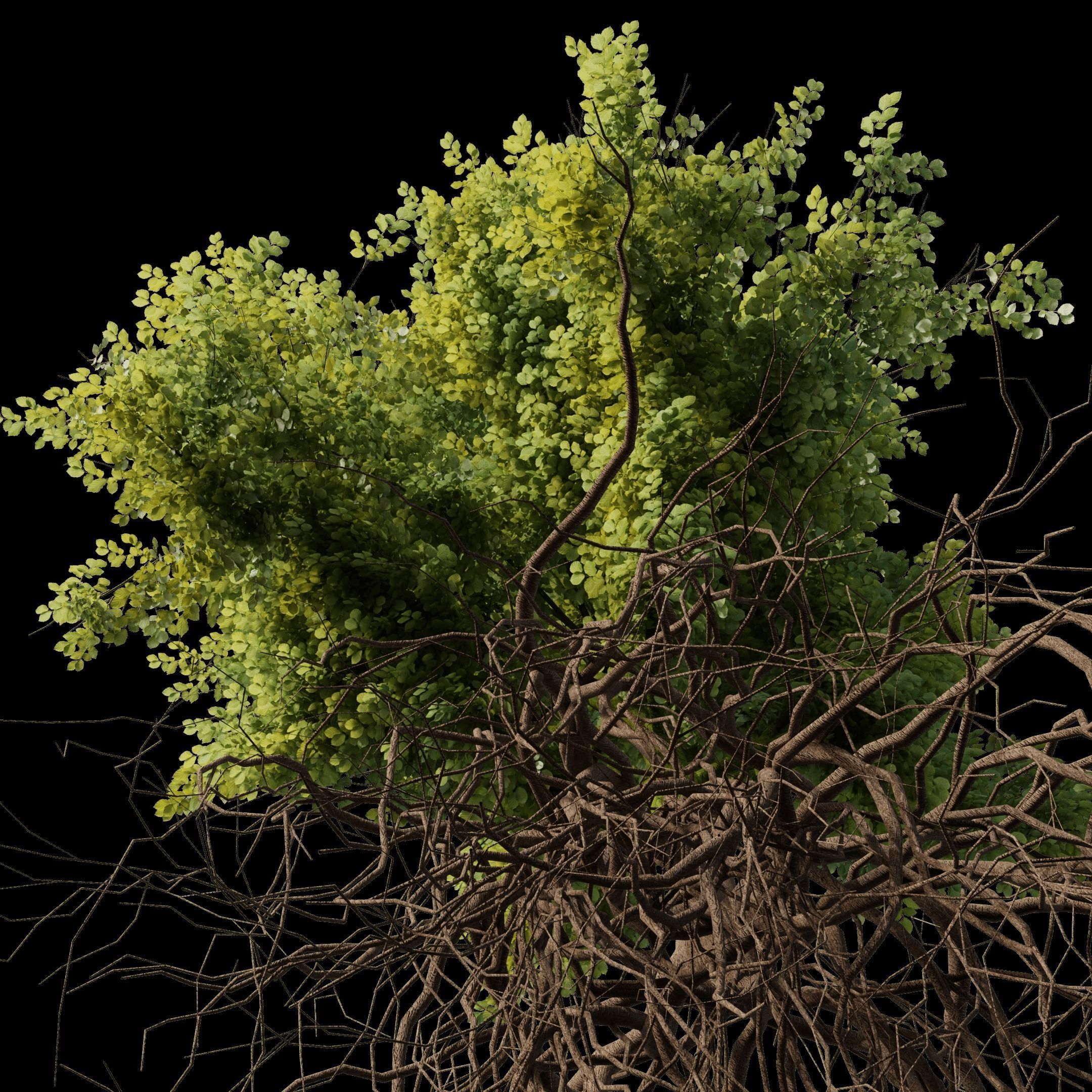 Tree with roots and leaves 3D model 3D model | CGTrader