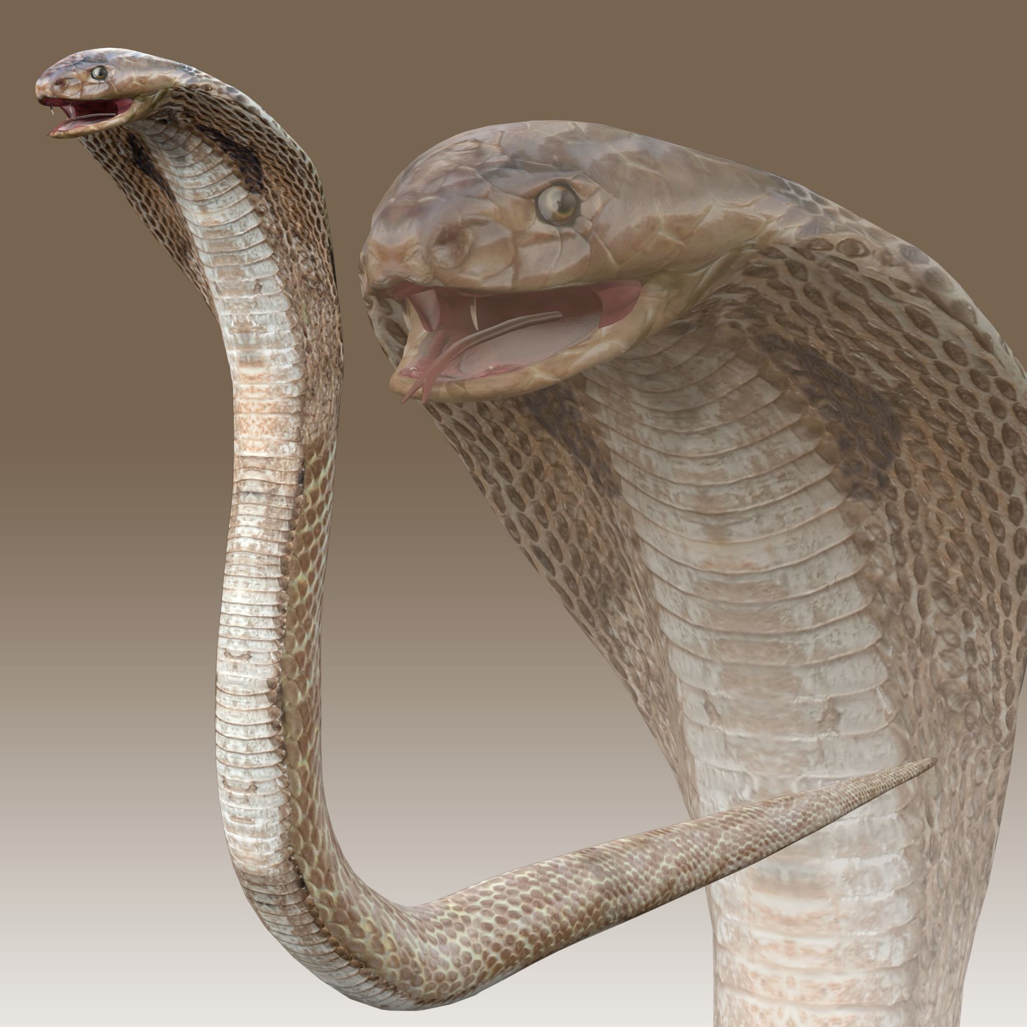 3D model King Cobra VR / AR / low-poly | CGTrader