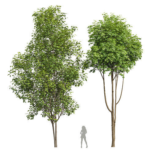 Ash Tree and Acer Saccharinum Tree 3D model | CGTrader